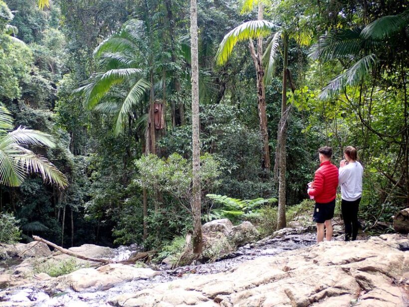 From Brisbane: Maiala Rainforest Private Tour - Lunch and Rest at the Picnic Area