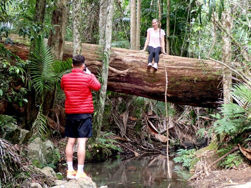 From Brisbane: Maiala Rainforest Private Tour - Afternoon Walk and Lookouts