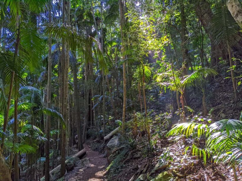 From Brisbane: Tamborine Mountain and Paradise Point Tour - Exploring the Gold Coast Hinterland from Brisbane