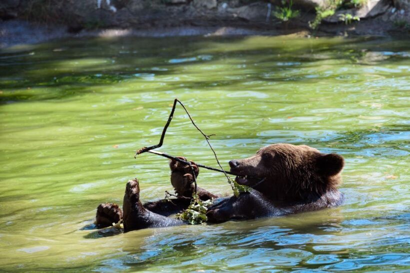 From Bucharest: Bear Sanctuary and Dracula Castle Day Tour - An In-Depth Look at the Experience