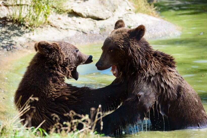 From Bucharest: Bear Sanctuary and Dracula Castle Day Tour - Who Will Enjoy This Tour?