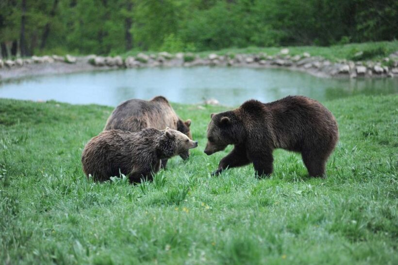 From Bucharest: Libearty Bear Sanctuary and Dracula's Castle - What’s Included and What’s Not