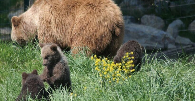 From Bucharest: Libearty Bear Sanctuary and Dracula's Castle - FAQs