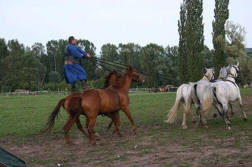 From Budapest: Puszta Horse Show and Countryside Visit - Exploring the Hungarian Plains: What the Tour Includes