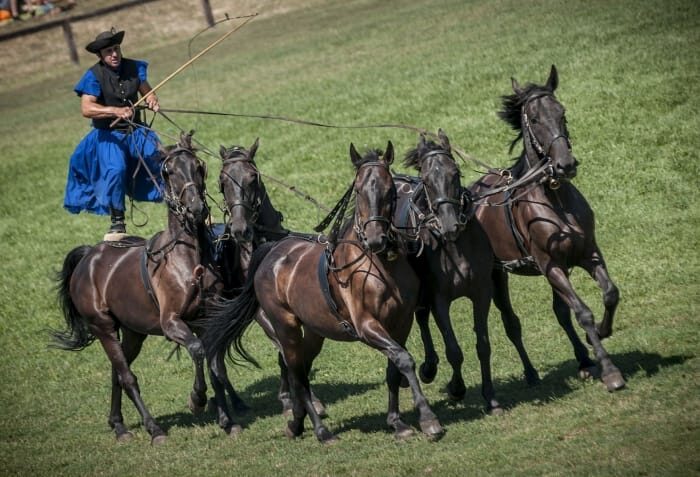 From Budapest: Puszta Horse Show and Countryside Visit - Who Will Love This Tour?