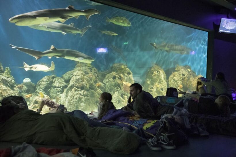 From Buenos Aires: Full-Day Temaiken Eco Park - Key Points