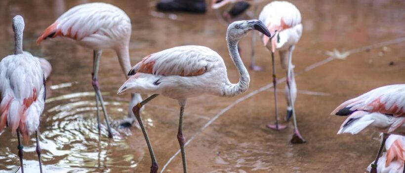 From Buenos Aires: Full-Day Temaiken Eco Park - What’s Included and What’s Not?