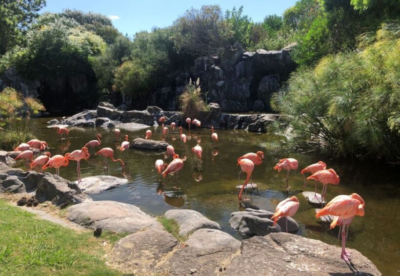 From Buenos Aires: Temaiken Zoo Tour with Ticket Included - Key Points