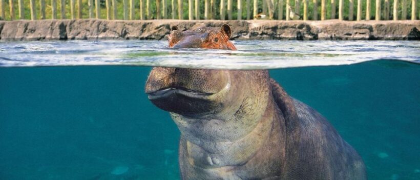 From Buenos Aires: Temaiken Zoo Tour with Ticket Included - Who Would Love This Tour?