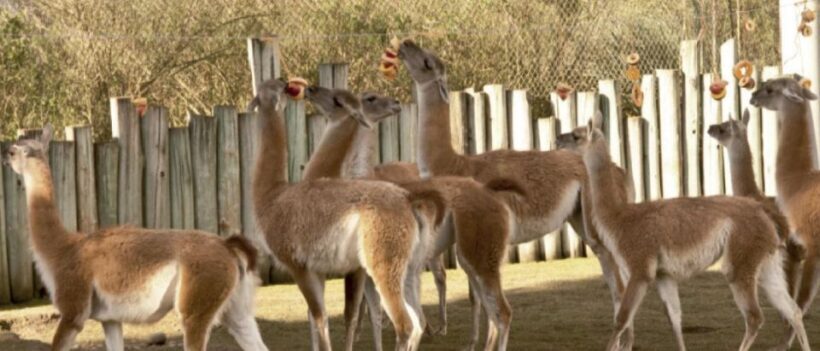 From Buenos Aires: Temaiken Zoo Tour with Ticket Included - FAQ