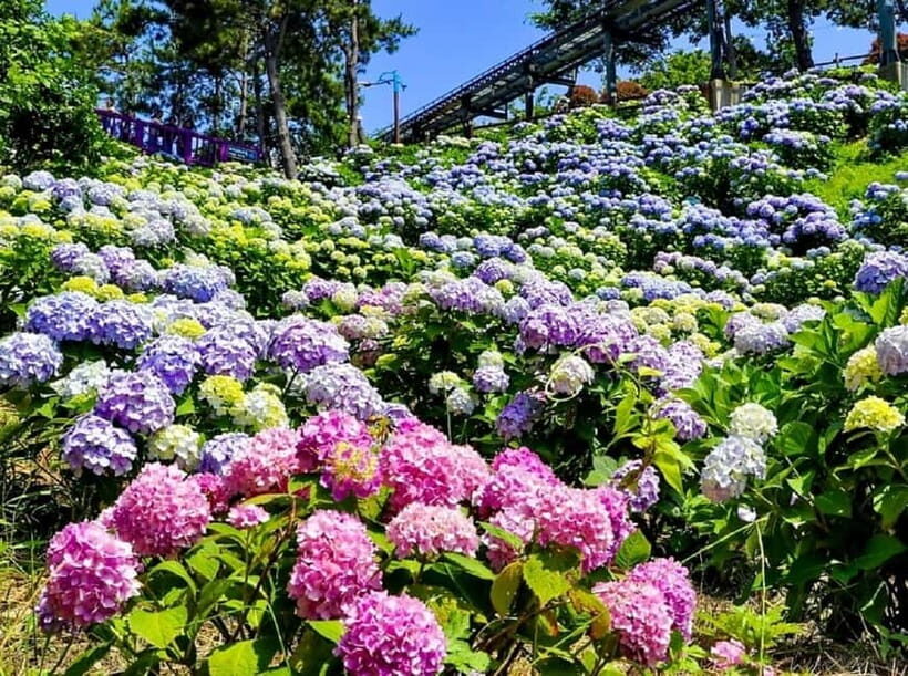 From Busan: Ulsan Full-Day Private Tour with Licensed Guide - Pricing and Value Analysis