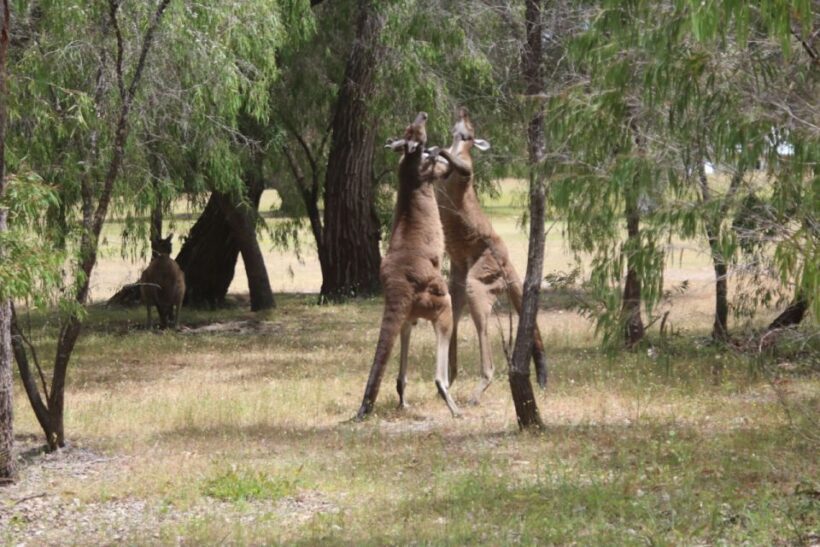 From Busselton: Half-Day Coastal and Wildlife Eco Tour - FAQ