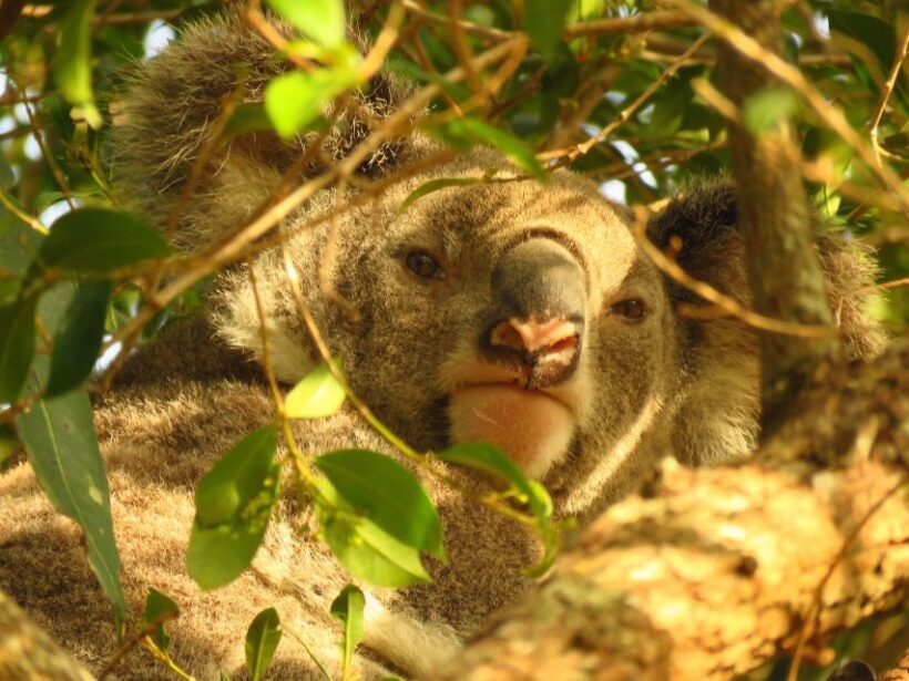 From Byron Bay: Platypus Spotting Walk - Introduction: A Unique Wildlife Experience Close to Byron Bay
