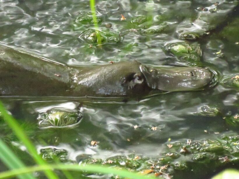 From Byron Bay: Platypus Spotting Walk - Authentic Experiences and Real User Feedback
