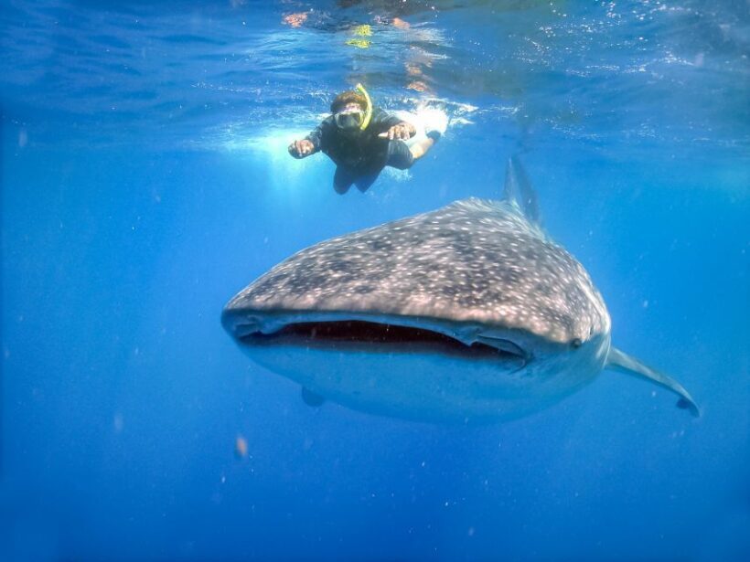From Cabo: Snorkel with Whale Sharks in La Paz - From Cabo: Snorkel with Whale Sharks in La Paz