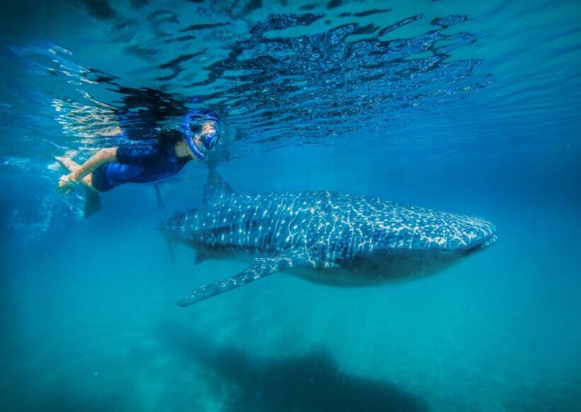 From Cabo: Snorkel with Whale Sharks in La Paz - Whats Included and Whats Not