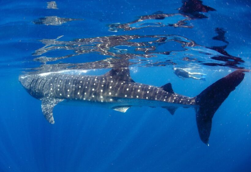 From Cabo: Snorkel with Whale Sharks in La Paz - The Sum Up: Is It Worth It?