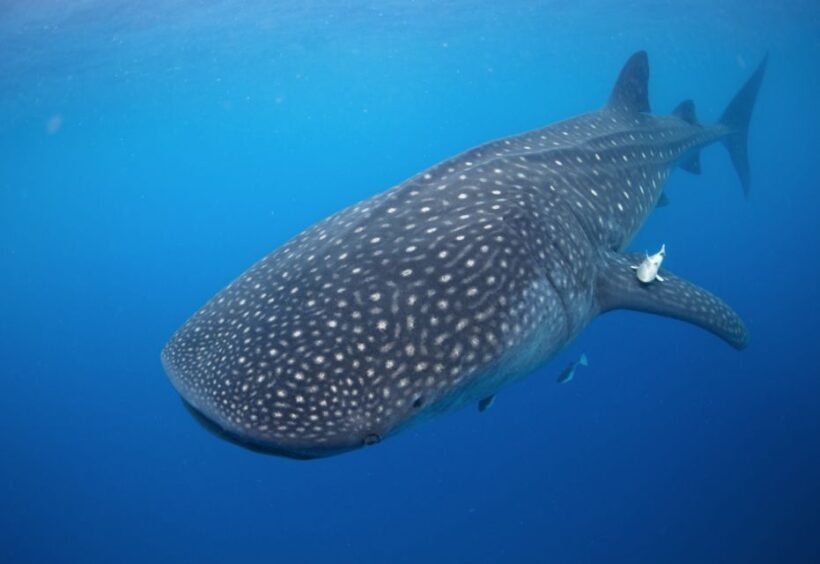 From Cabo: Snorkel with Whale Sharks in La Paz - FAQs