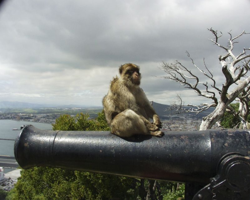 From Cadiz: Gibraltar Private Full-Day Trip - The Itinerary in Detail