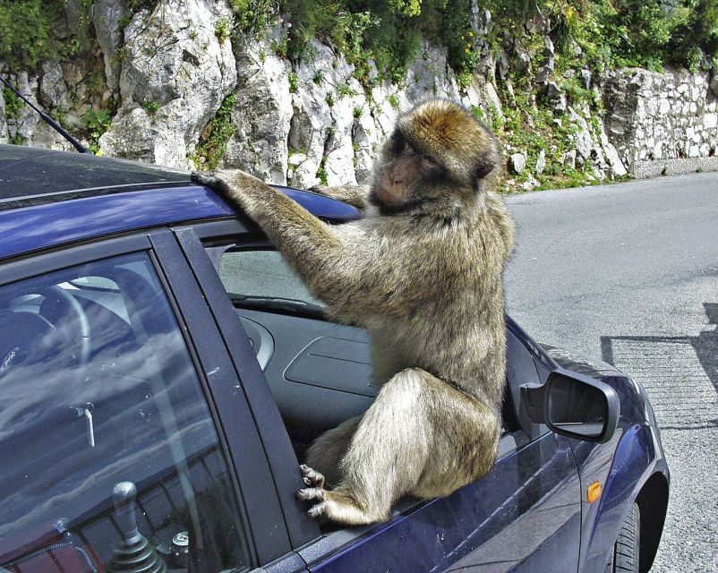 From Cadiz: Gibraltar Private Full-Day Trip - FAQs