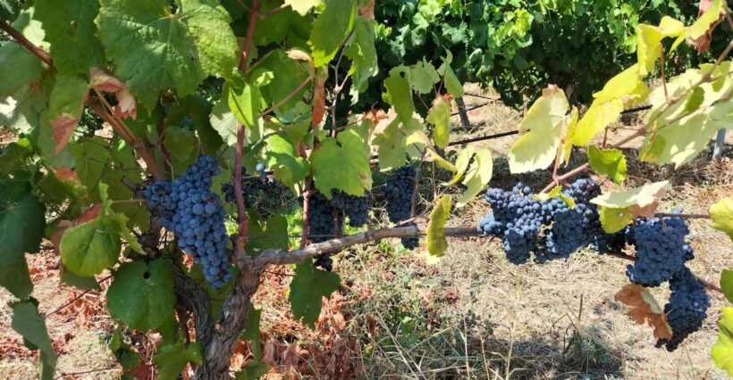 From Cagliari: Wine Cellar Tour with Tastings - Key Points
