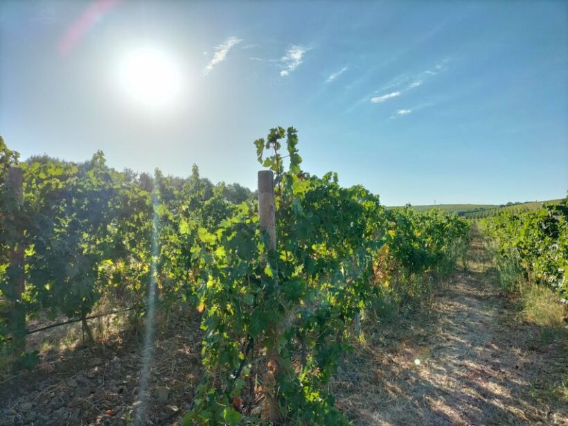 From Cagliari: Wine Cellar Tour with Tastings - Frequently Asked Questions (FAQs)