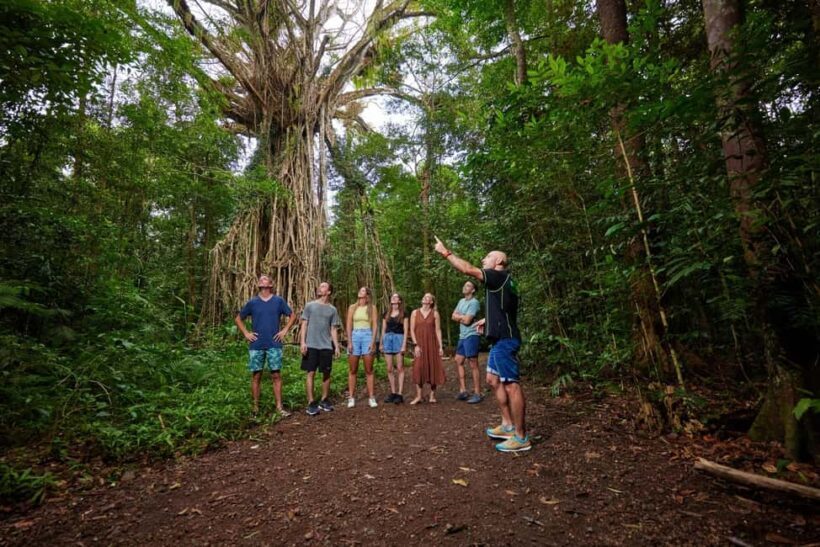 From Cairns: Atherton Tablelands Eco-Adventure & Swim Tour - The Itinerary: A Day in the Heart of the Rainforest