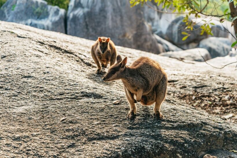 From Cairns: Chillagoe Caves and Outback Full-Day Tour - Final Thoughts: Who Should Consider This Tour?