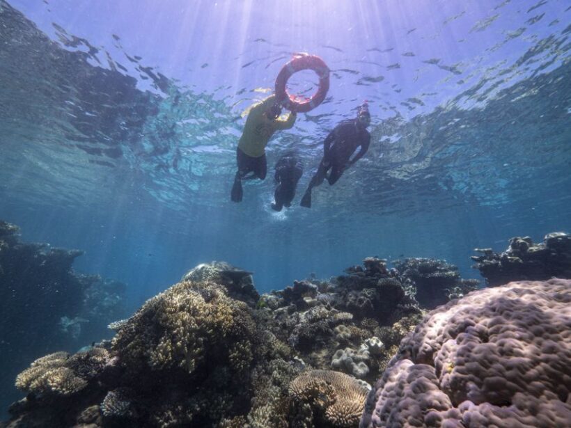From Cairns: Great Barrier Reef Cruise by Premium Catamaran - Who Should Consider This Tour?