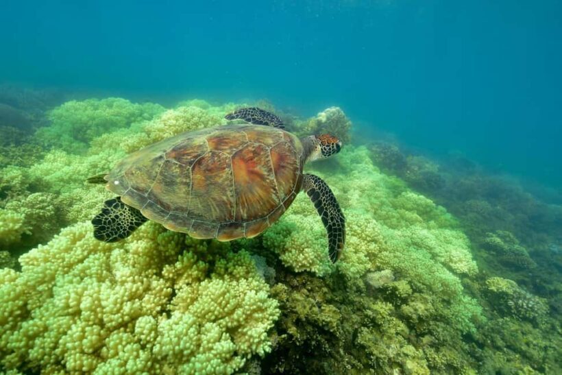 From Cairns: Green Island Full-Day Cruise - The Bottom Line