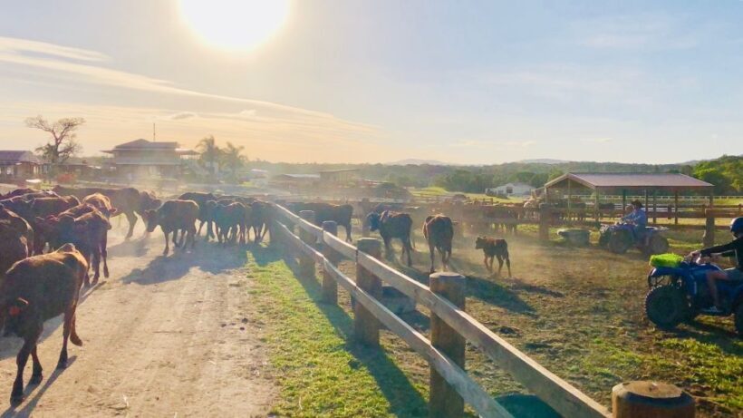 From Cairns: Kuranda Day Trip with Petting Zoo and Quad Ride - Overview of the Day Trip