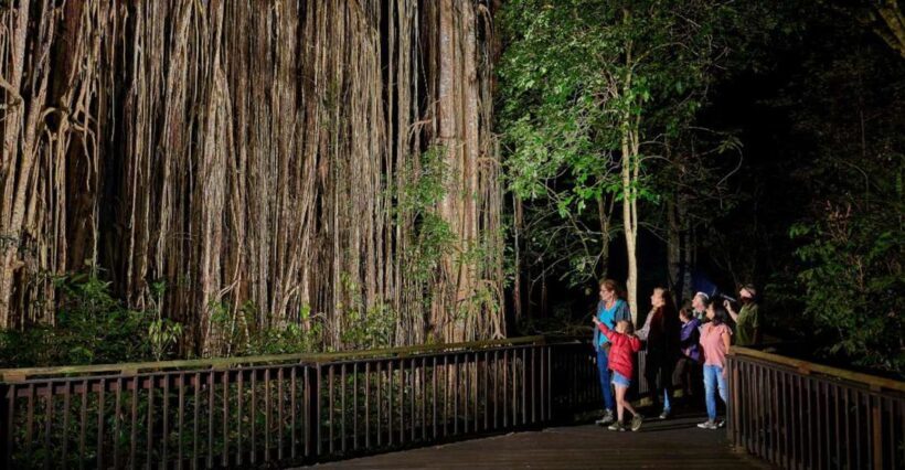 From Cairns: Rainforest & Nocturnal Wildlife Tour - A Closer Look at the Cairns Rainforest & Nocturnal Wildlife Tour