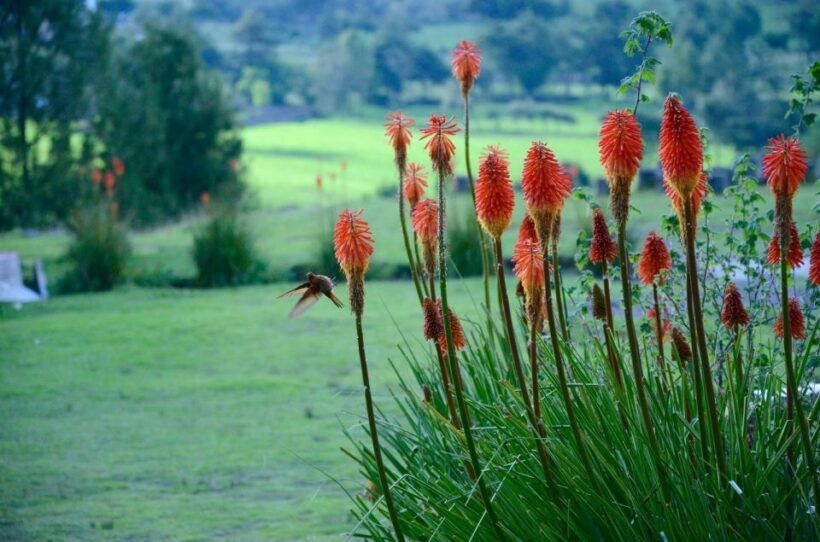 From Cajamarca: Porcon Farm - A Closer Look at the Cajamarca Porcón Farm Tour