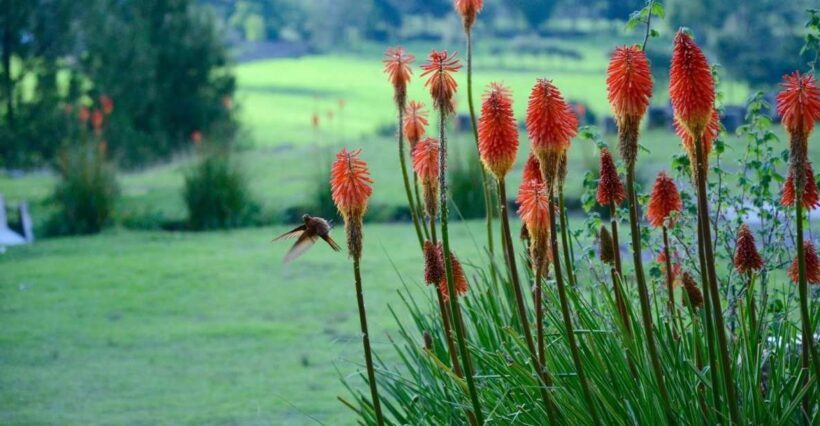 From Cajamarca: Porcon Farm - FAQs