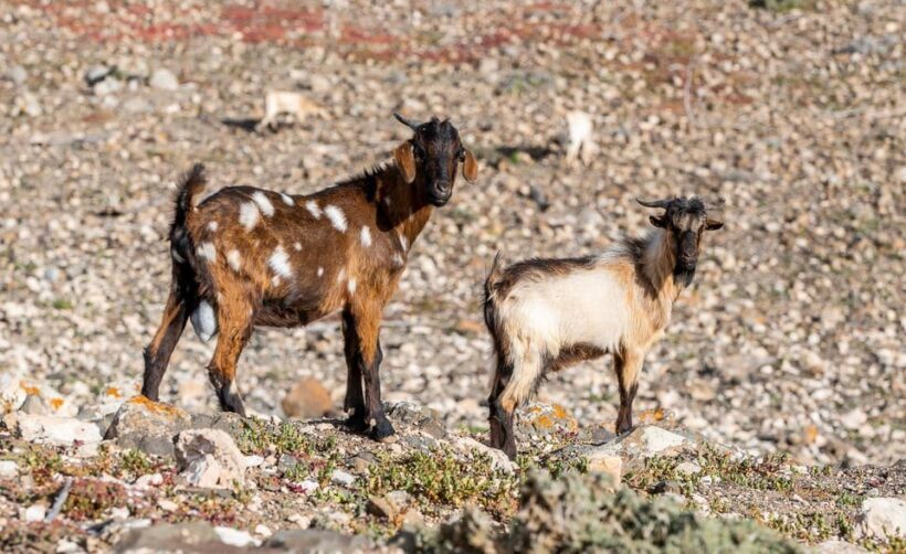 From Caleta de Fuste: Explore Rural Fuerteventura Tour - A Closer Look at the Itinerary and Highlights