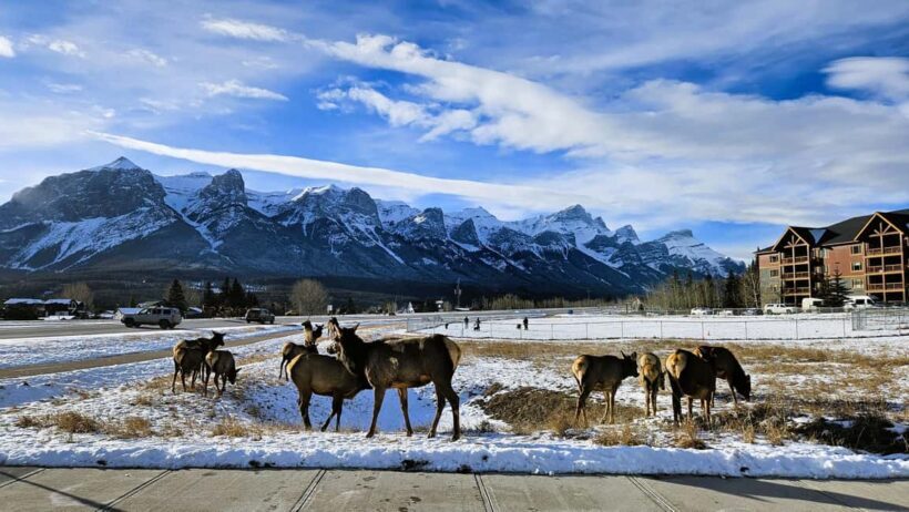 From Calgary to Banff: Day Trip with Wolfdog Sanctuary Visit - Lake Minnewanka: Nature’s Masterpiece