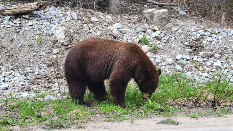 From Calgary to Banff: Day Trip with Wolfdog Sanctuary Visit - Downtown Banff and the Bow Falls