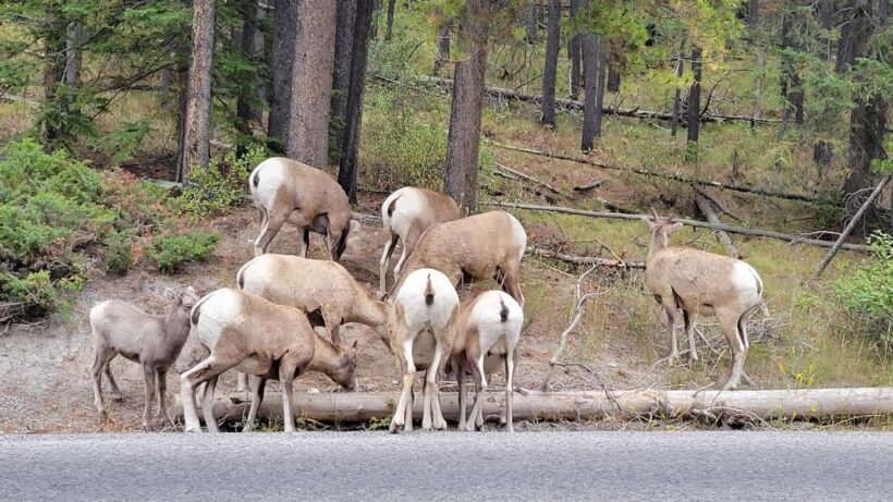 From Calgary to Banff: Day Trip with Wolfdog Sanctuary Visit - Practical Details and Value