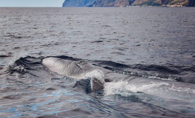 From Calheta: Madeira Whale and Dolphin Watching Boat Tour - A Practical Look at the Madeira Whale and Dolphin Watching Tour