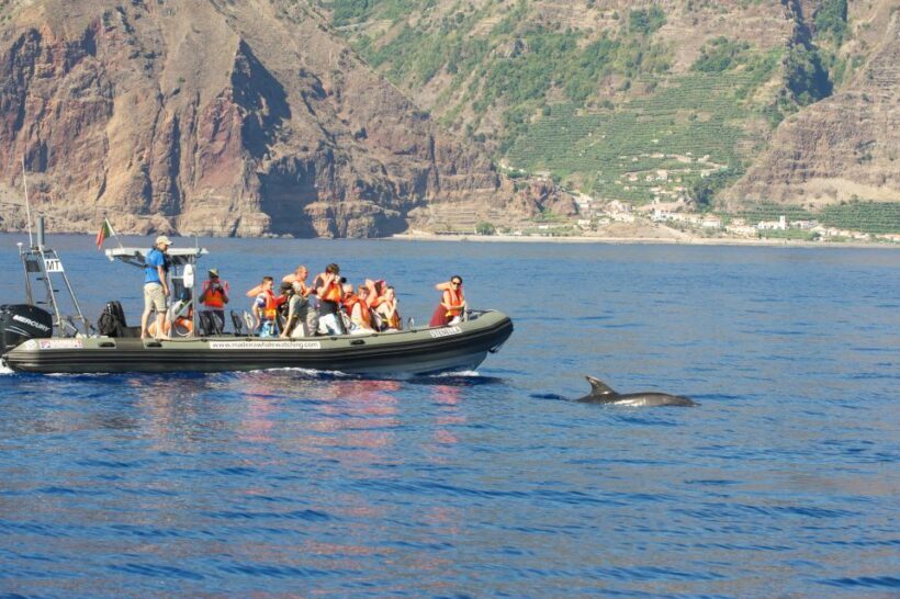 From Calheta: Madeira Whale and Dolphin Watching Boat Tour - FAQs