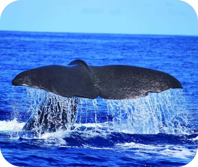 From Calheta: Whale and Dolphin Watching RIB Boat Tour - An In-Depth Look at the Madeira Whale and Dolphin RIB Boat Tour