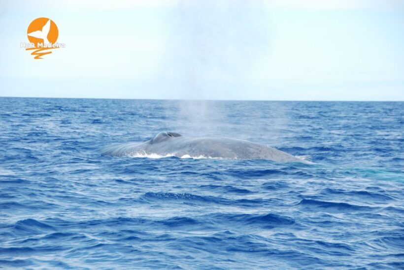 From Calheta: Whale and Dolphin Watching RIB Boat Tour - Final Thoughts