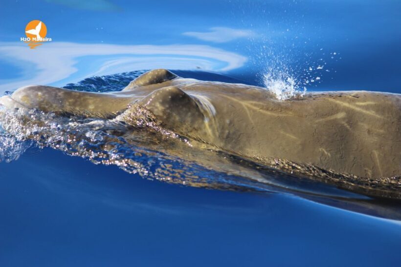 From Calheta: Whale and Dolphin Watching RIB Boat Tour - FAQs