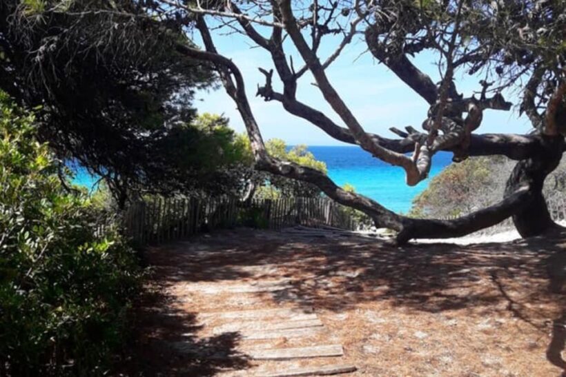 From Calvi: 4x4 Day Tour Mountain & Agriates' Saleccia Beach - Final Thoughts