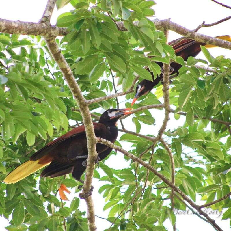 From Campeche: Mamantel River Tour - FAQ