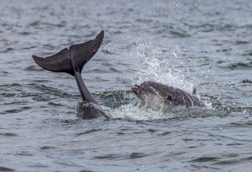 From Can Picafort: Dolphin Watching and Cave Boat Trip - FAQs