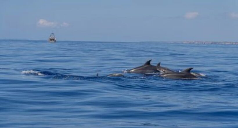 From Can Picafort: Dolphin Watching and Cave Boat Trip - Who Should Consider This Tour?
