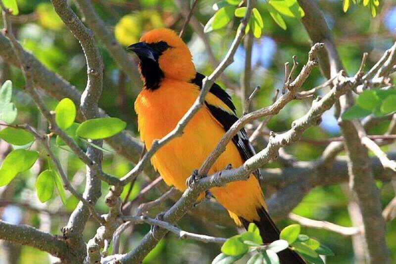 From Cancun: Bird Watching Day Tour - A Deep Dive into the Experience
