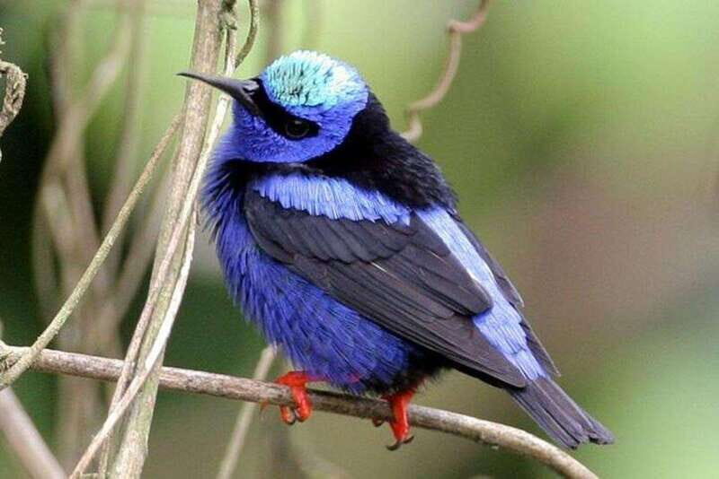 From Cancun: Bird Watching Day Tour - The Sum Up