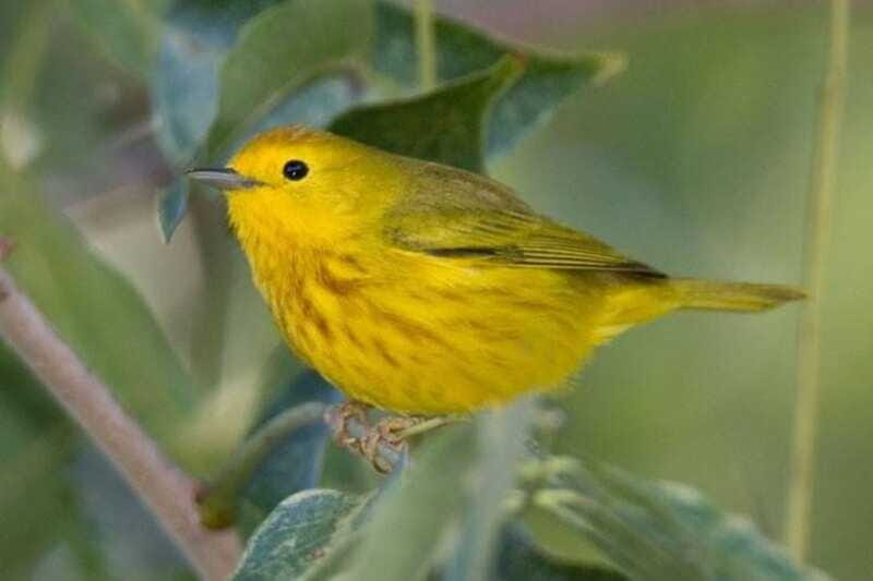 From Cancun: Bird Watching Day Tour - FAQ